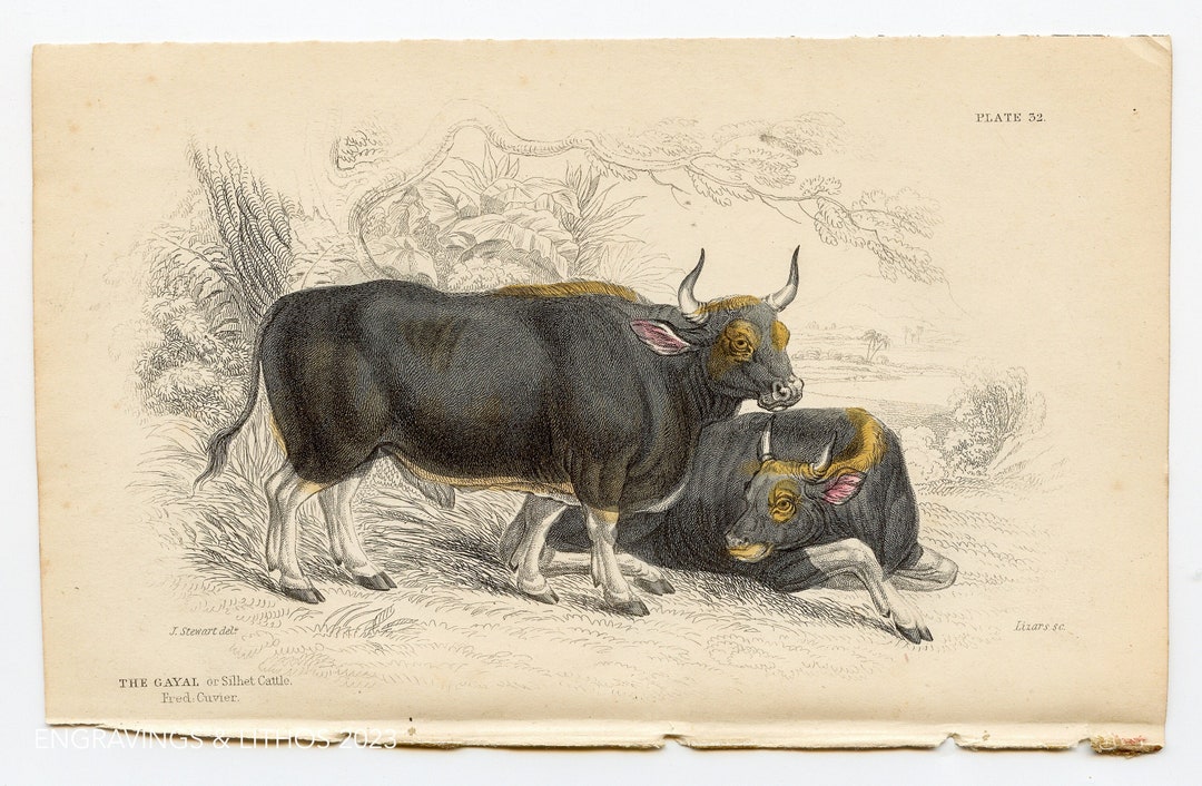The Gayal or Silhet Cattle - an Original From "the Naturalist's Library ...