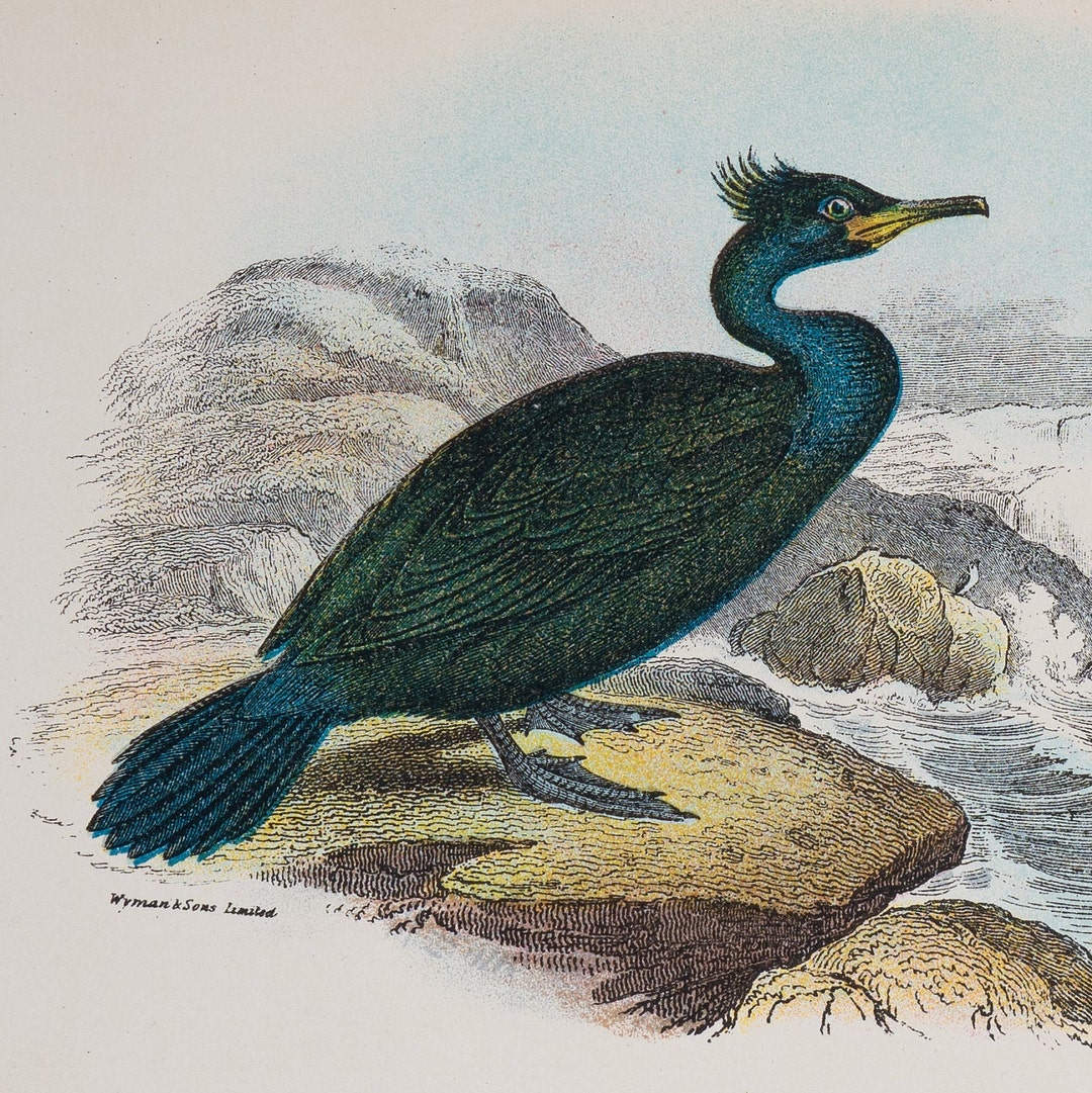 Shag - Original Color Lithography From "a Hand-book to the Birds of ...