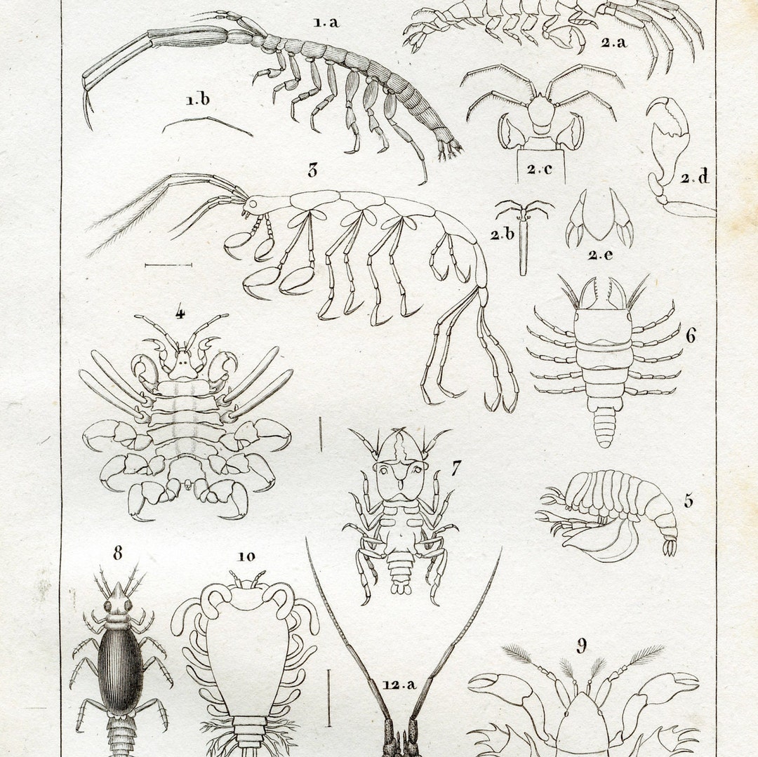 1825 - Sow Bugs, Pill Bugs, Roly-polies / From a French Book of ...