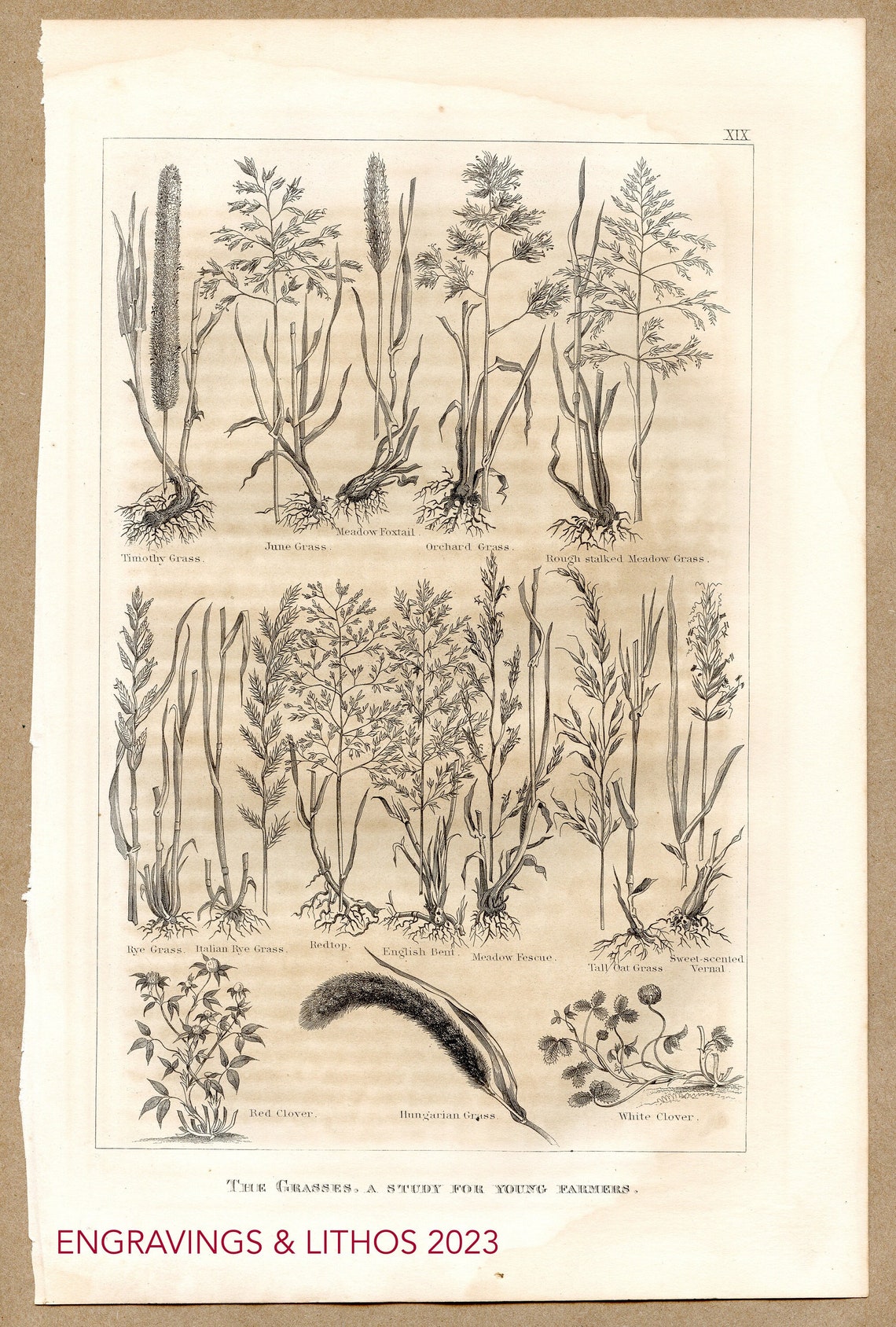 Study of Grass - "facts for Farmers" Published 1873 - Original Print ...
