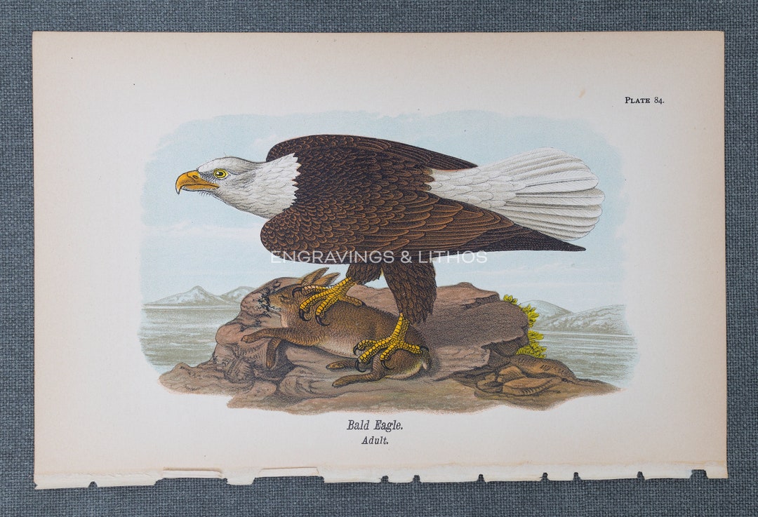 Bald Eagle - Print Color Lithography From Report on the Birds of ...