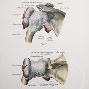 Shoulder Joint, Shoulder Ligaments / Human Anatomy -descriptive Anatomy ...