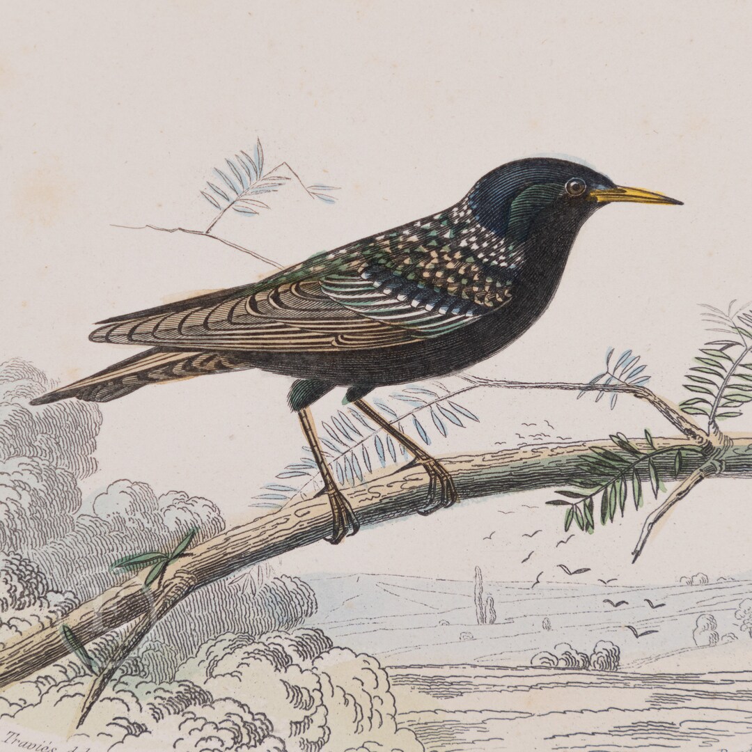 The Starling Birds / Original Hand-colored From "ouvres Complete De ...