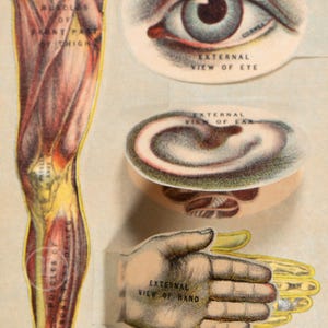 1901 EYE, LEG, HAND - Interactive Human Anatomy - Original Lithograph ...