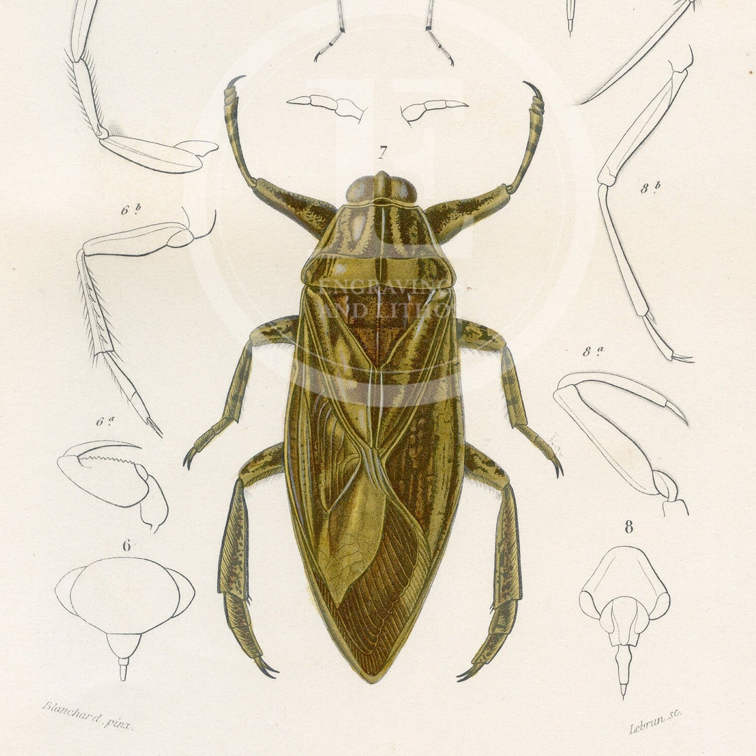 1849 Water Boatman, Backswimmer, Toad Bug, Marbled Water Bug ...