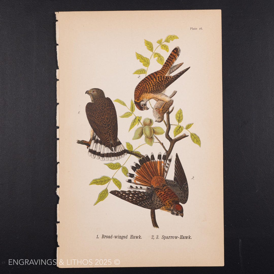 Broad-winged and SPARROW HAWK - Original Color Lithography From Report ...