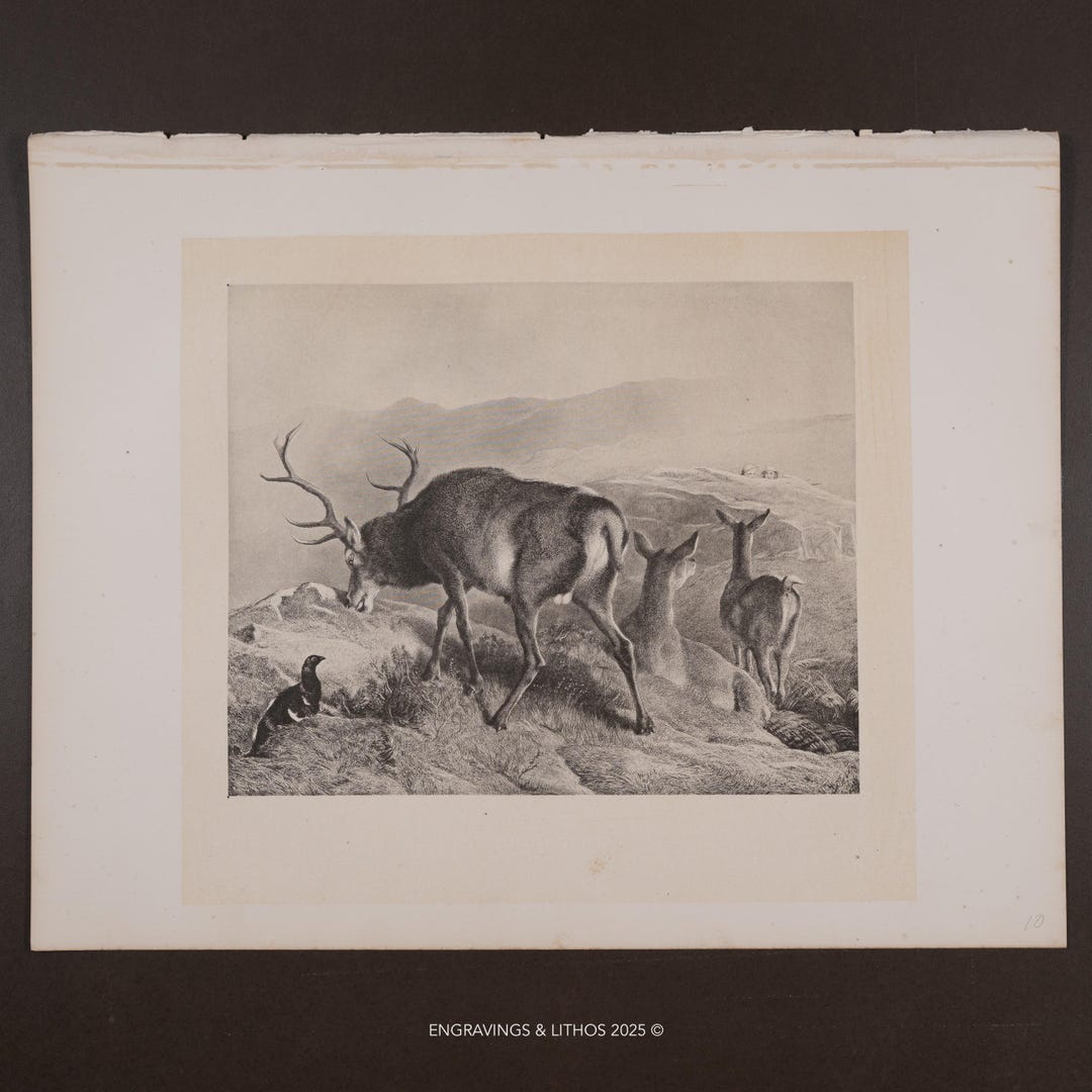 1876 – the Stag at Bay – Highland Deer and Hunting Dogs – Antique ...