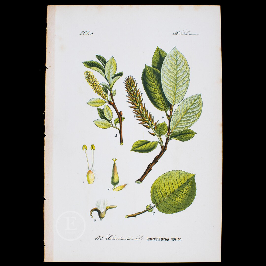 1888 HALBERD WILLOW - Rare/original From Flora of Germany, Austria and ...