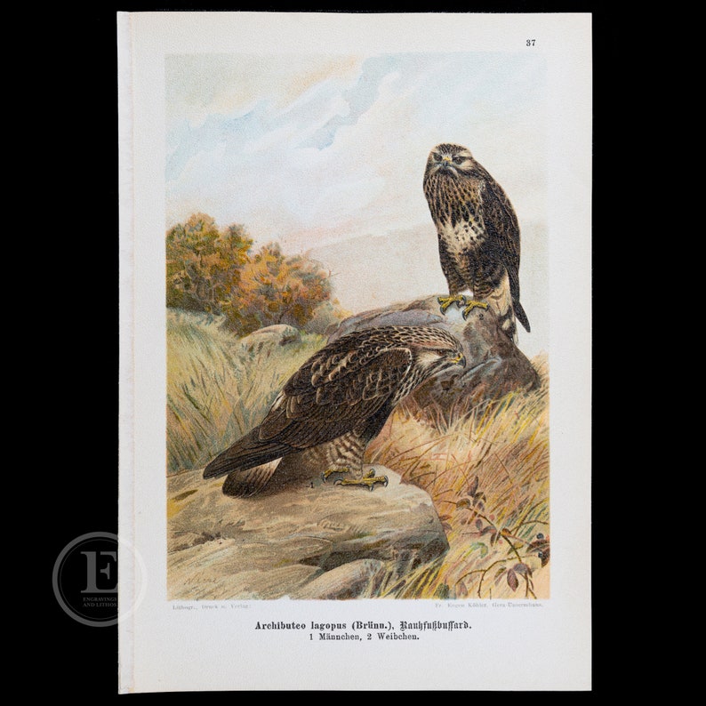 1901 ROUGH-LEGGED BUZZARDS - Original Chromolithograph Antique ...