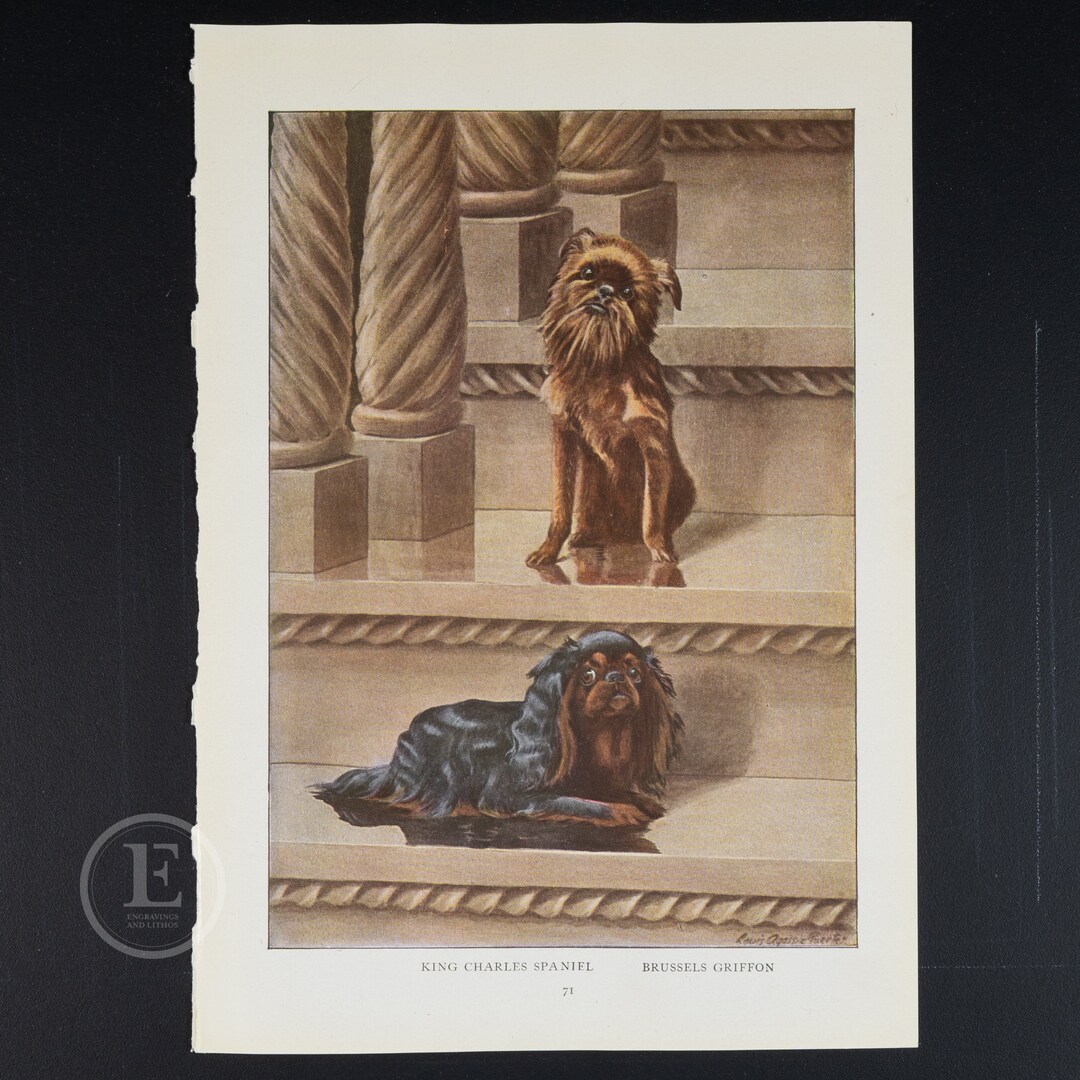 1919 King Charles SPANIEL and BRUSSELS GRIFFON - Original Vintage ...
