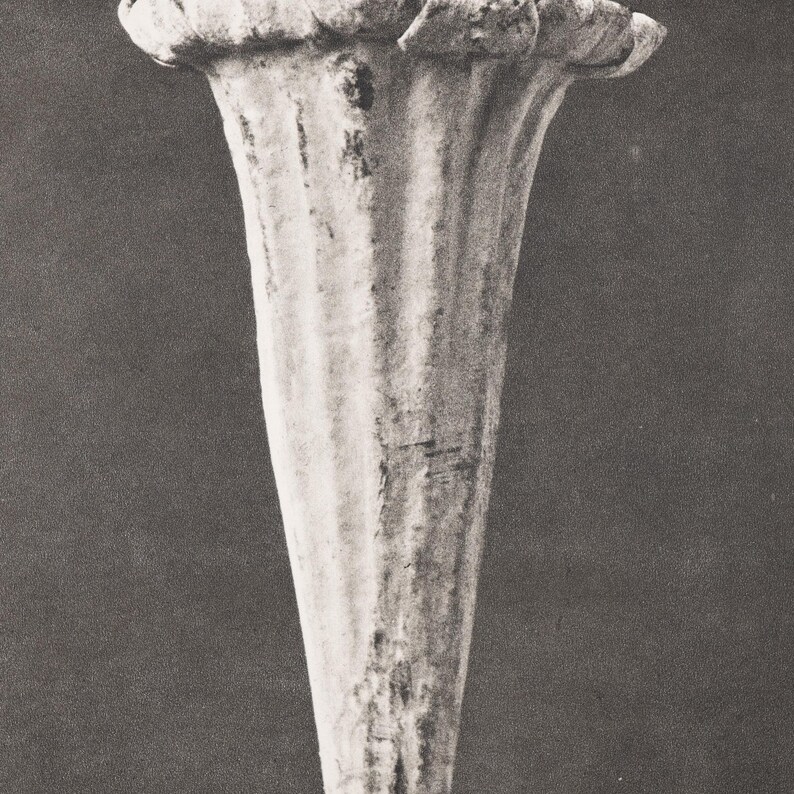 1932 - FUNNEL WEED – Karl Blossfeldt Photogravure From Wonder Garden of ...