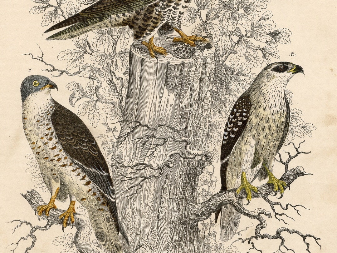 1848 Buzzards - Rare Plate From "book of the World" - Hand Colored ...