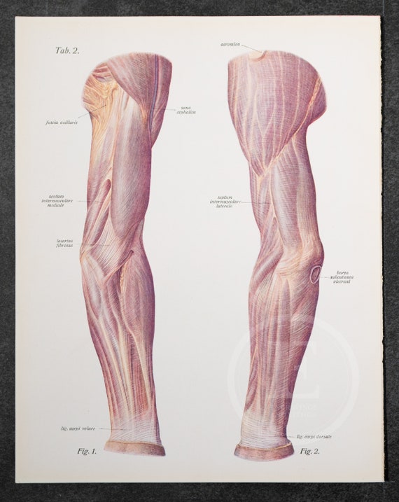 Menschliche Anatomie Muskeln Arm