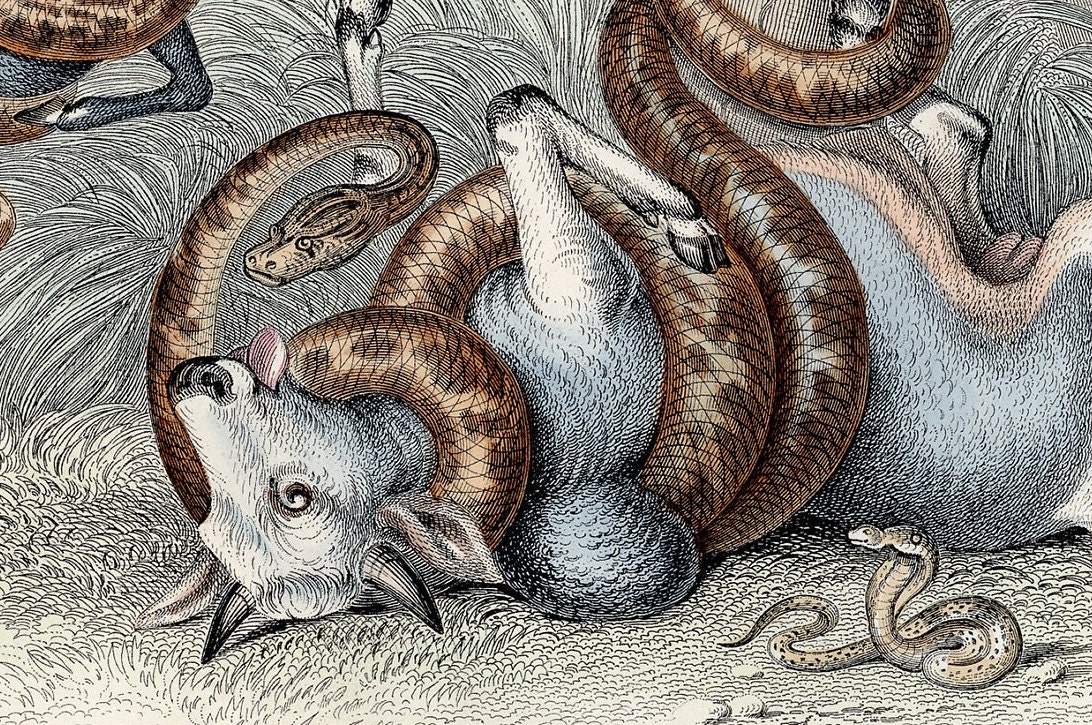 Snakes: Anaconda Python Cobra Rattlesnake Rare Original - Etsy