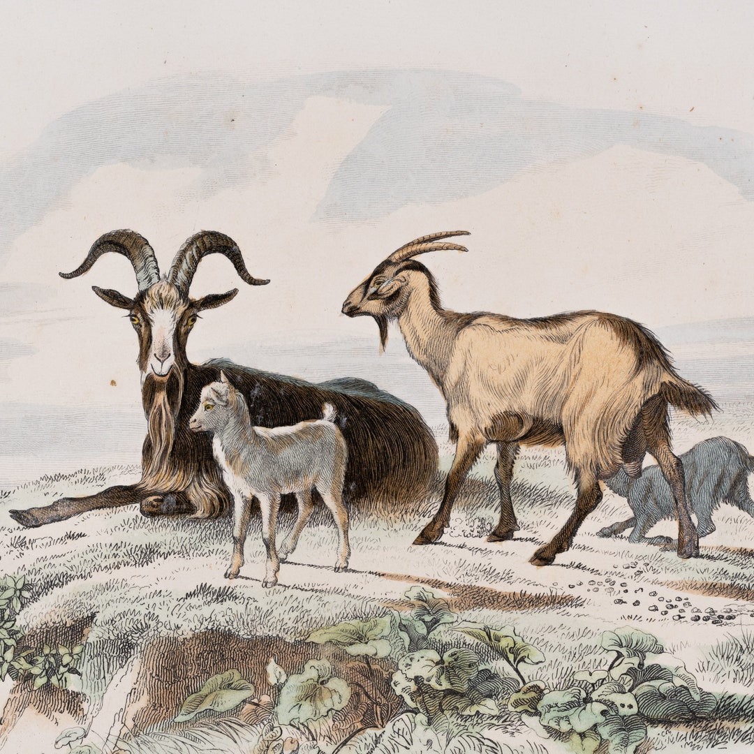 Domestic Goats / Hand-colored Plate From "ouvres Complete De Buffon ...