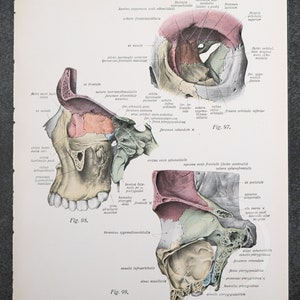 Orbital Bone, Palatine Fossa, Eye Socket / Human Anatomy - Descriptive ...