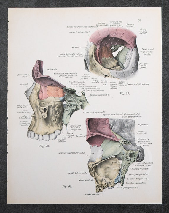 Eye Socket Bone Anatomy