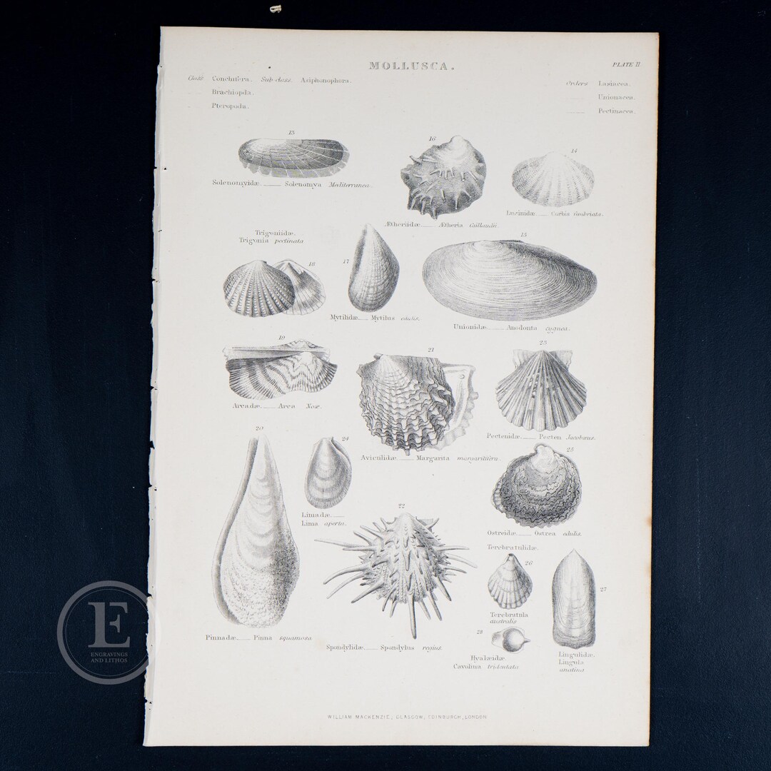 1859 MOLLUSKS: Corbis, Anodonta, Margarita, Pinna, Arca, Trigonia ...