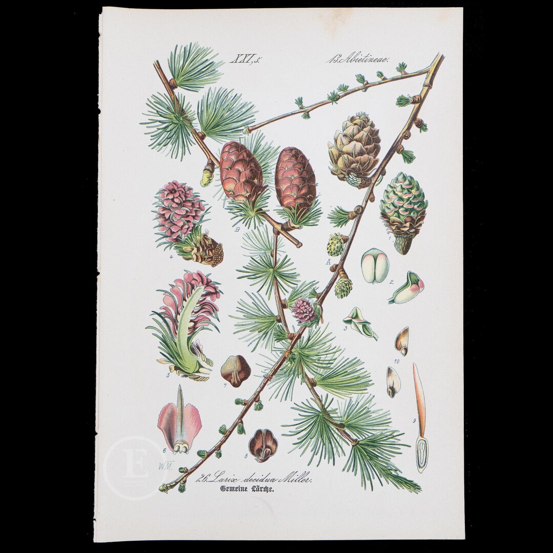 1886 EUROPEAN LARCH, Deciduous Conifer Tree Flora of Germany, Austria ...