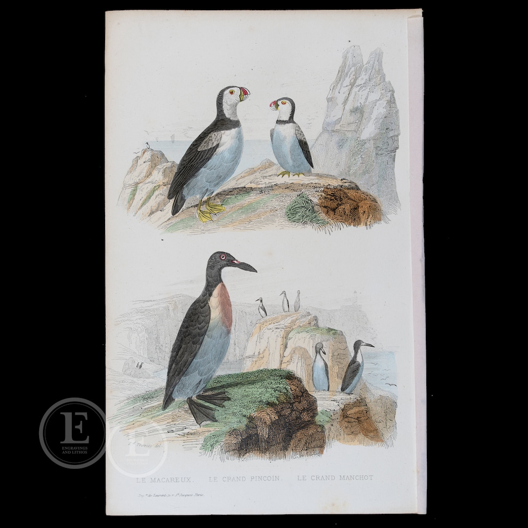 1845 Puffin, Great Auk and Great Penguin - Authentic Steel Engraving ...
