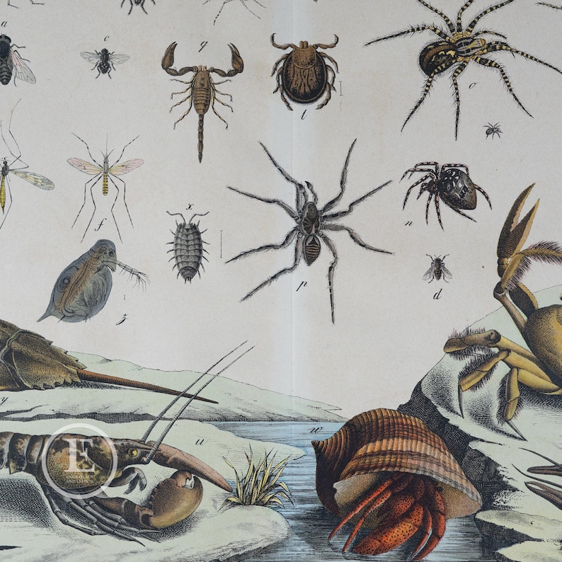 1872 Flies, Spiders, Scorpions, Ticks, Mites, Crustaceans - Original ...