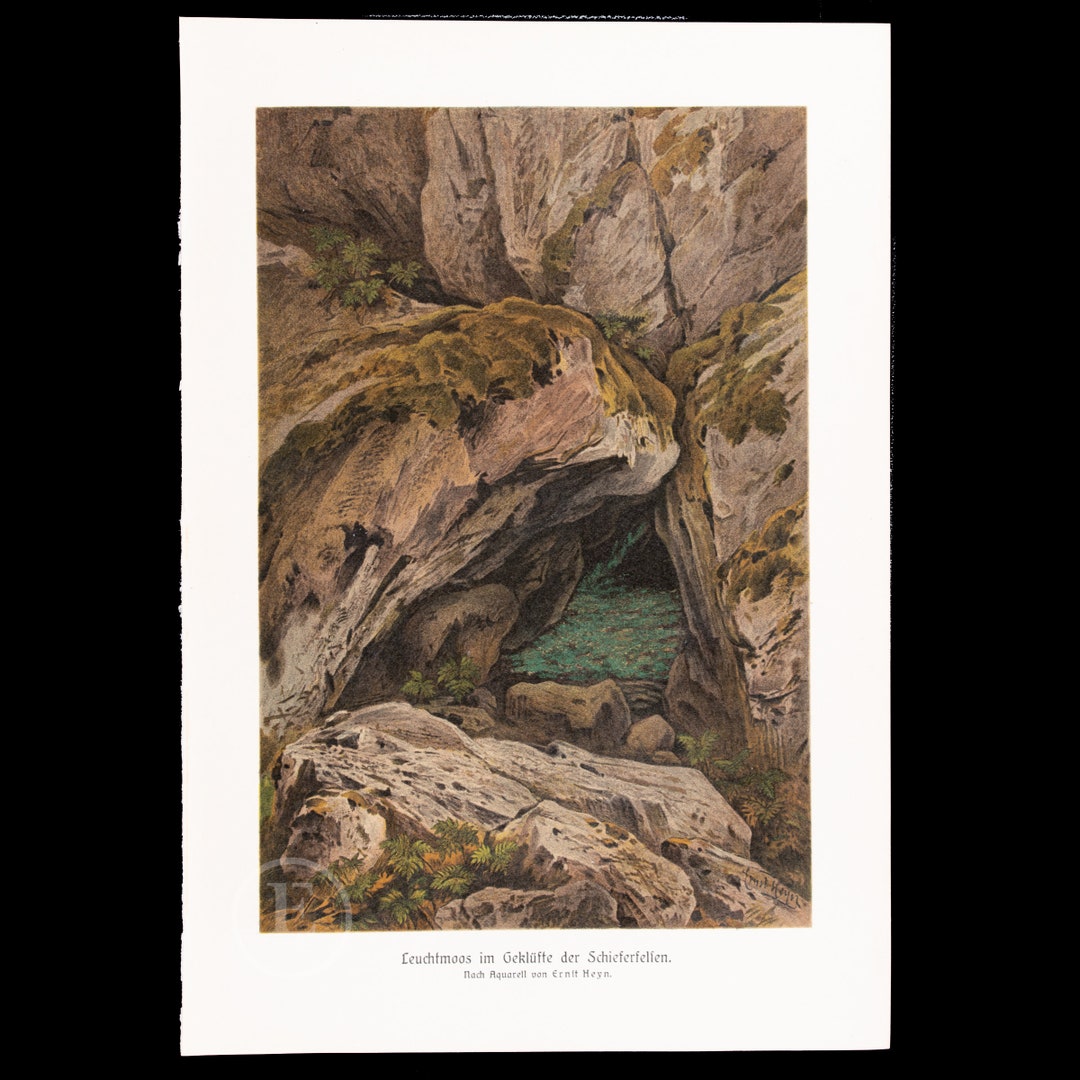 1916 LUMINOUS MOSS in the Fissure Shale Rocks - Original ...