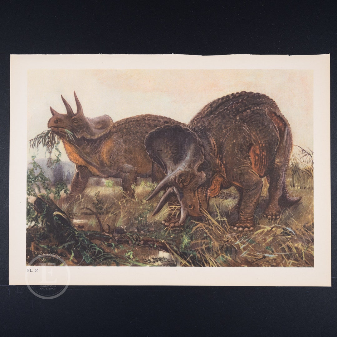 Triceratops: Ceratopsian Dinosaur From Late Cretaceous Period ...
