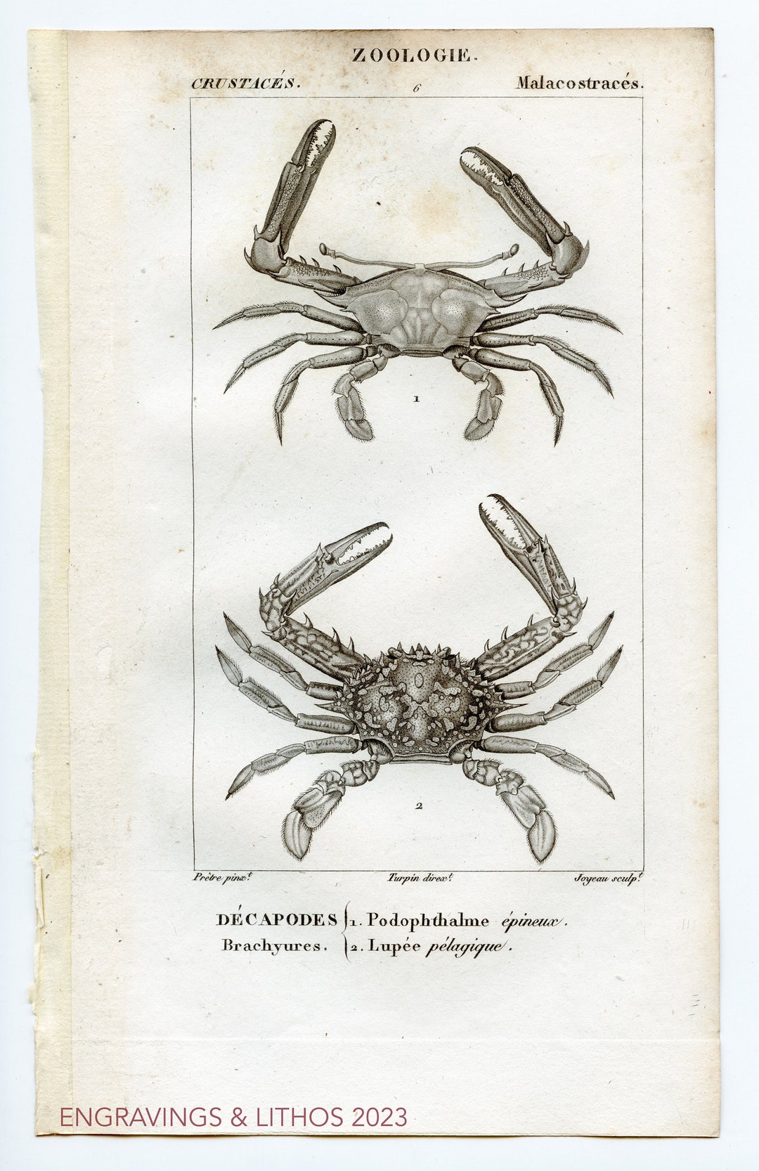 1825 - True Crabs / From a French Book of Crustaceans / Very RARE ...