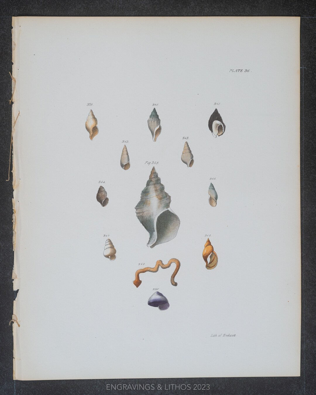 Different Types of Seashells Conch - RARE ORIGINAL PRINT Out of the ...