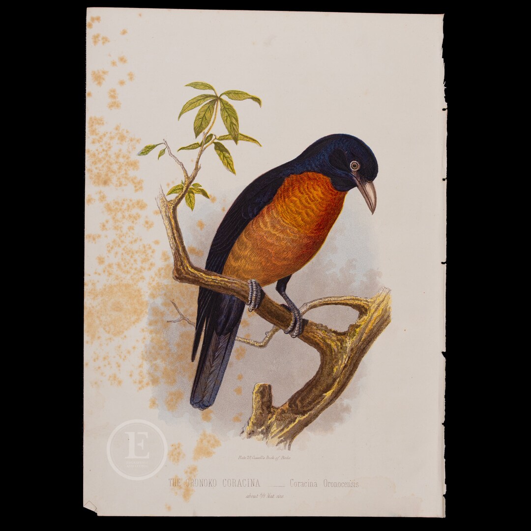 THE ORONOKO CORACINA - Very Rare Original Chromolithographs Cassell's ...