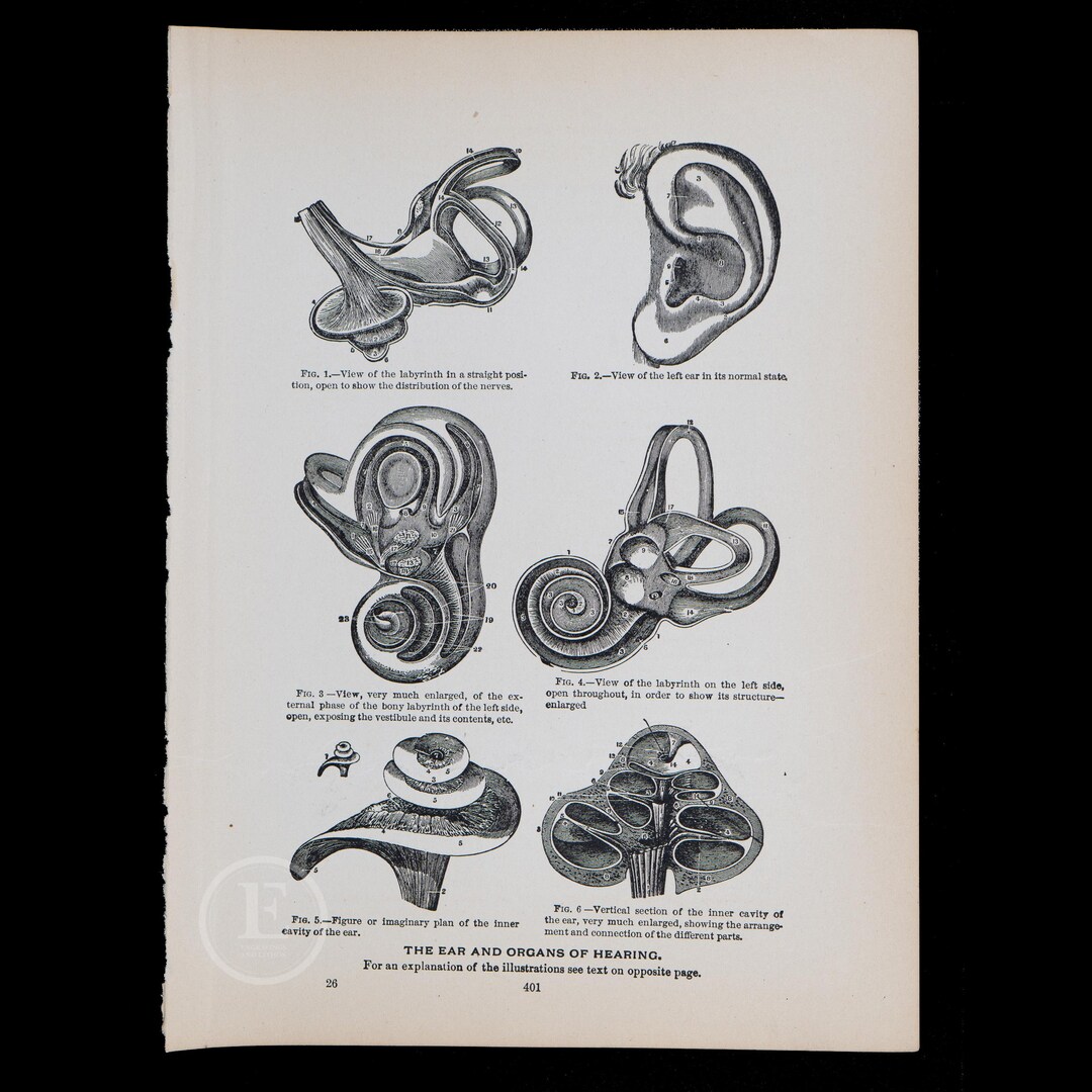 1901 EAR and ORGANS of HEARING- Interactive Human Anatomy-original ...