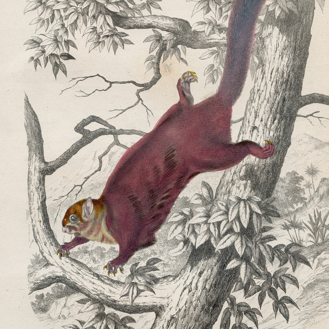 1855 Brilliant Flying Squirrel of Java - Original Litho From "histoire ...