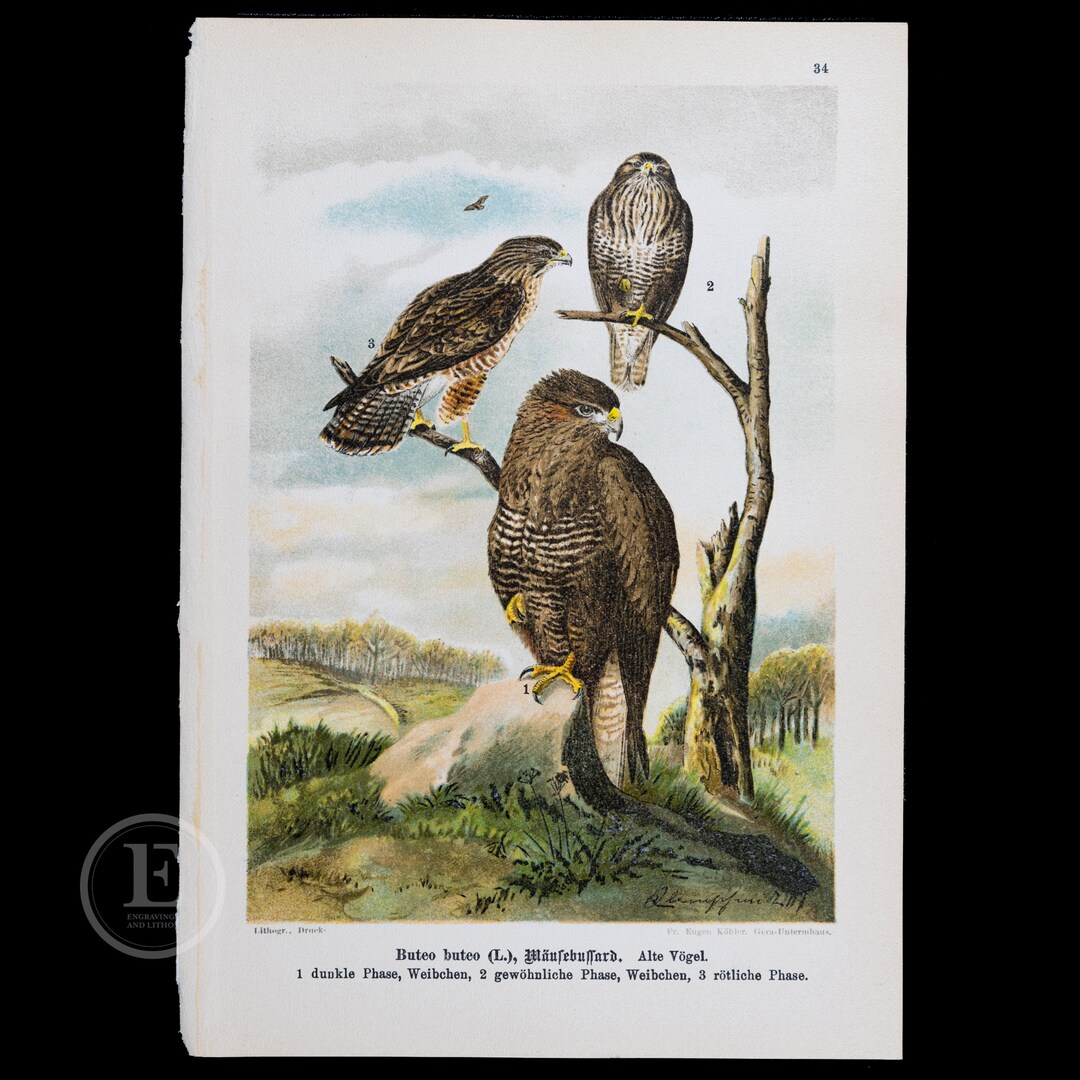 1901 COMMON BUZZARDS: Males - Original Chromolithograph Antique ...