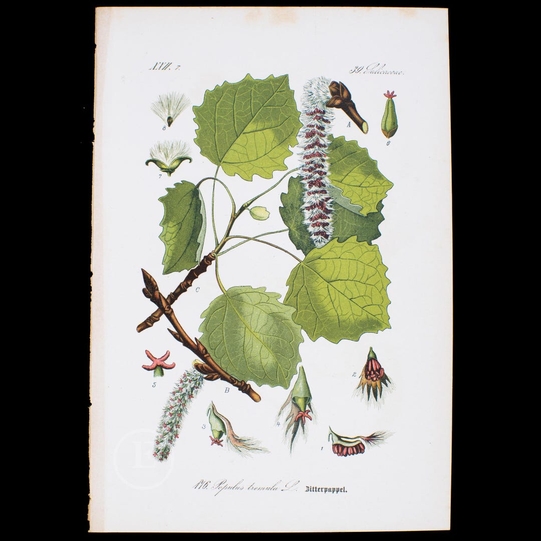 1888 EUROPEAN ASPEN - Rare/original From Flora of Germany, Austria and ...