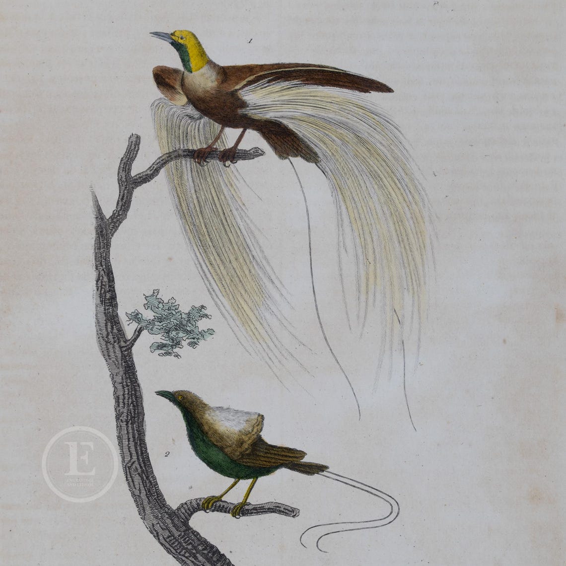1840 Bird-of-paradise / RIFLEBIRD - Hand-colored Steel Engraving With ...