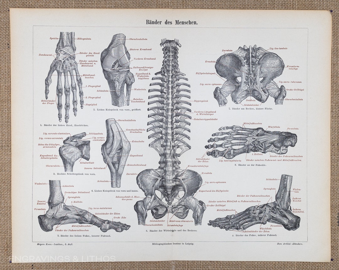 Muscles of Men - Original Color Lithography From Meyers Lexikon 1897 - Etsy