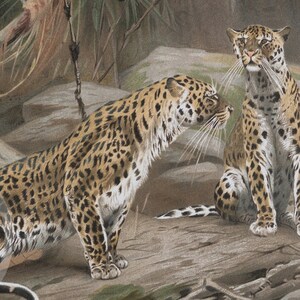 Panther - Rare Original Old Chromolithograph From 1890 "brehm's Life of ...