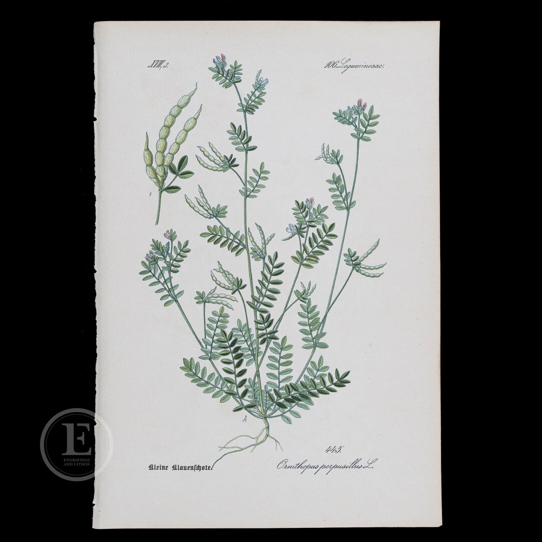 1886 Little White Bird's Foot - Rare/original From Flora of Germany ...
