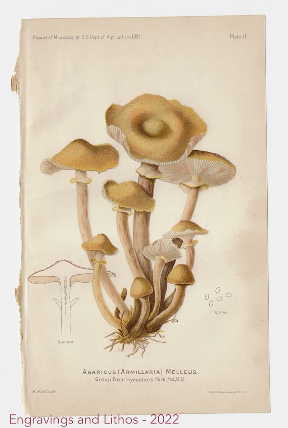 Agaricus Melleus ORIGINAL PRINT Out of the Book report - Etsy
