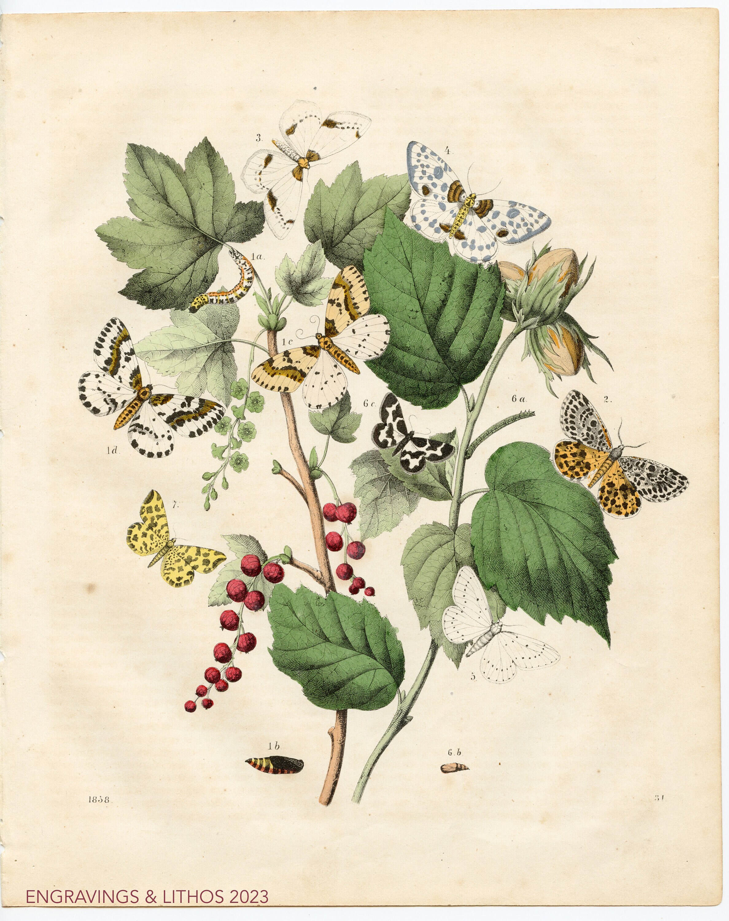 Butterflies: Magpie Moth, Dogfaces Butterflies, Meadowsweet , Buttercup ...