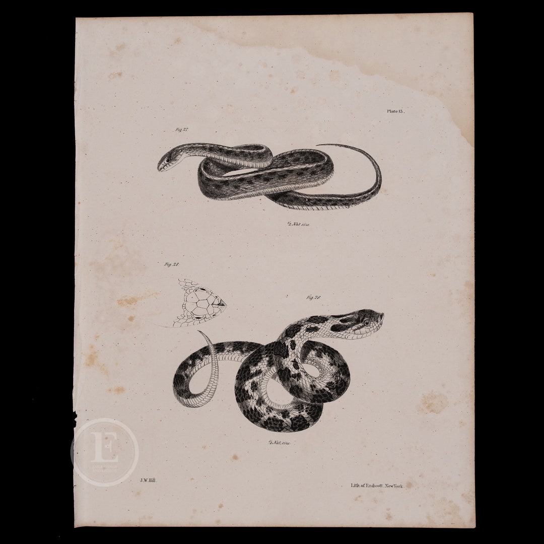The Striped Snake and the Hog-nosed Snake - Original Lithography From ...