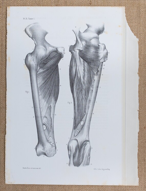 External Obturator and Abductor Major Muscles RARE ORIGINAL - Etsy