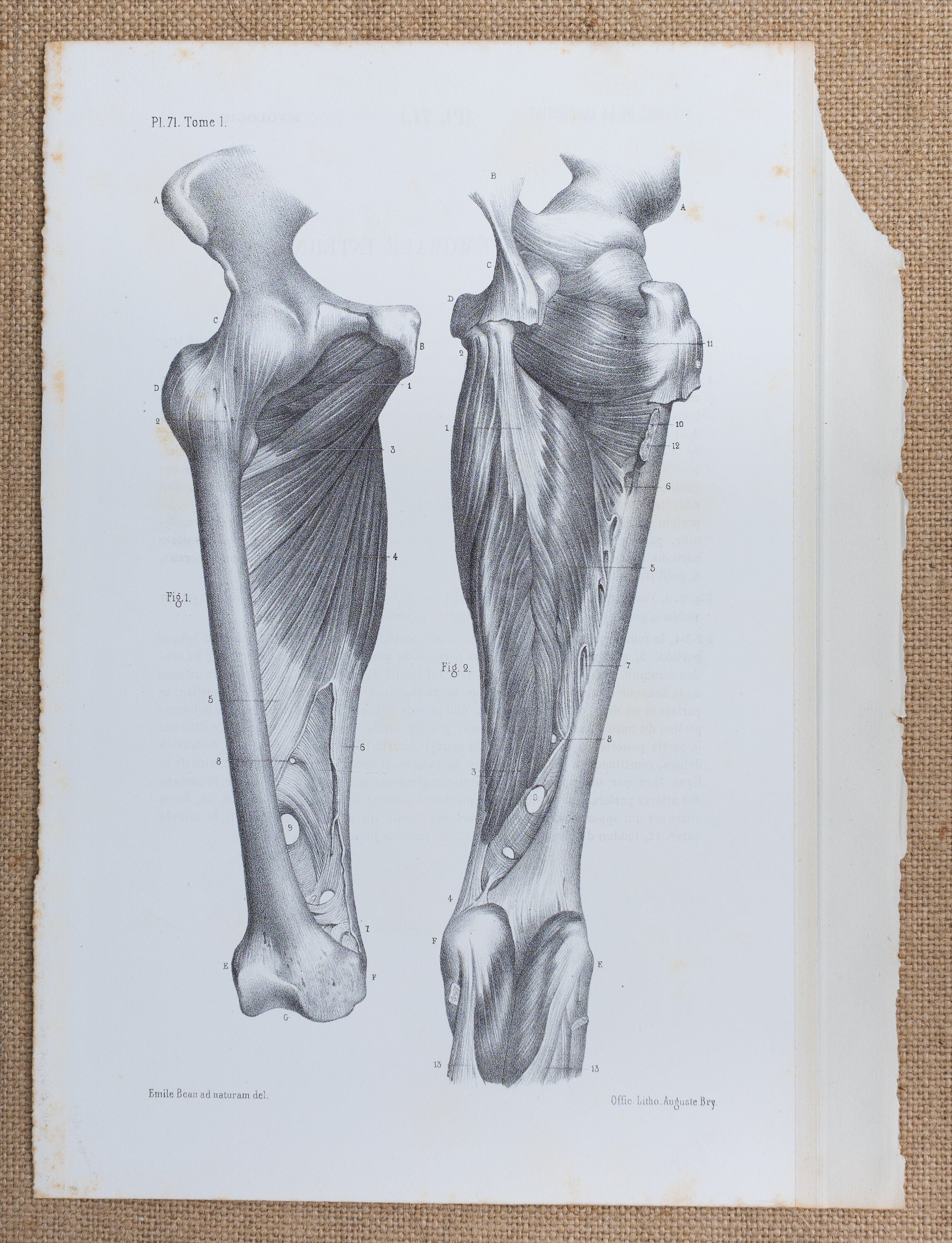 External Obturator and Abductor Major Muscles RARE ORIGINAL - Etsy