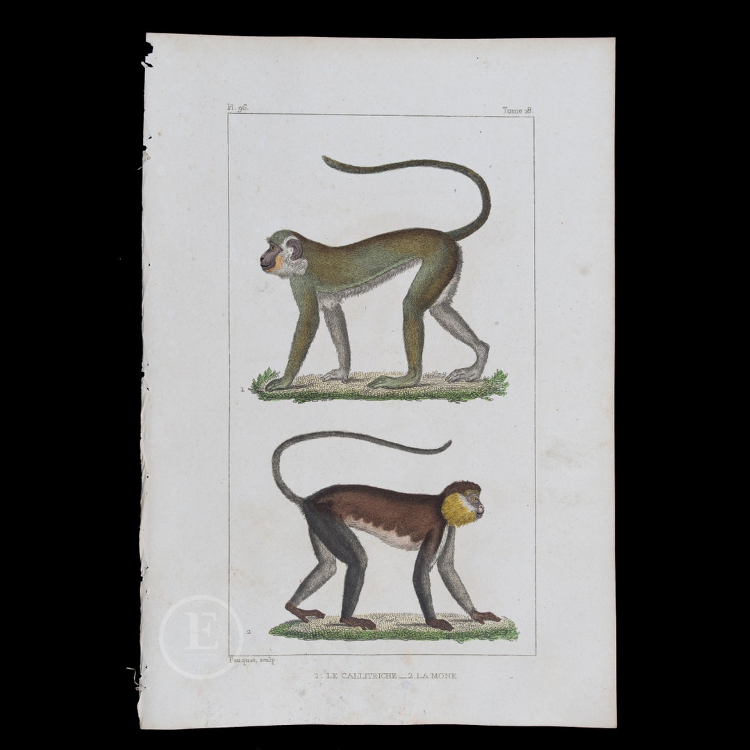 1829 GREEN MONKEY and MONKEY / Authentic Steel Engraving From Oeuvres ...