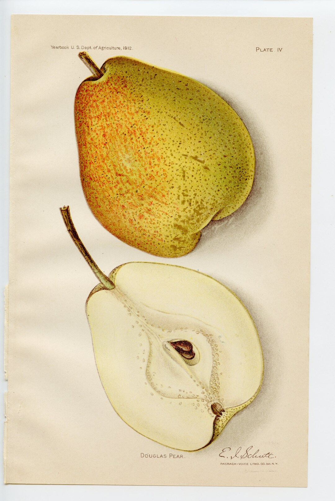 Douglas Pear - ORIGINAL PRINT Out of the Book "yearbook of the U.S ...