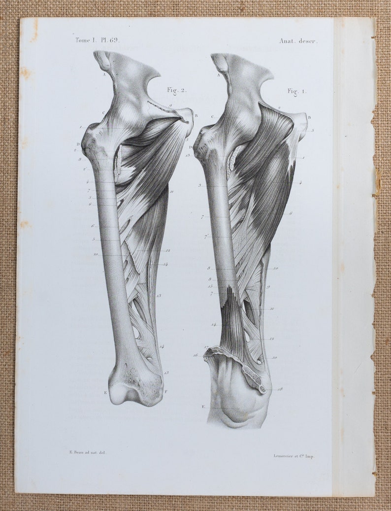 Pectineus and External Shutter Muscles RARE ORIGINAL PRINT - Etsy