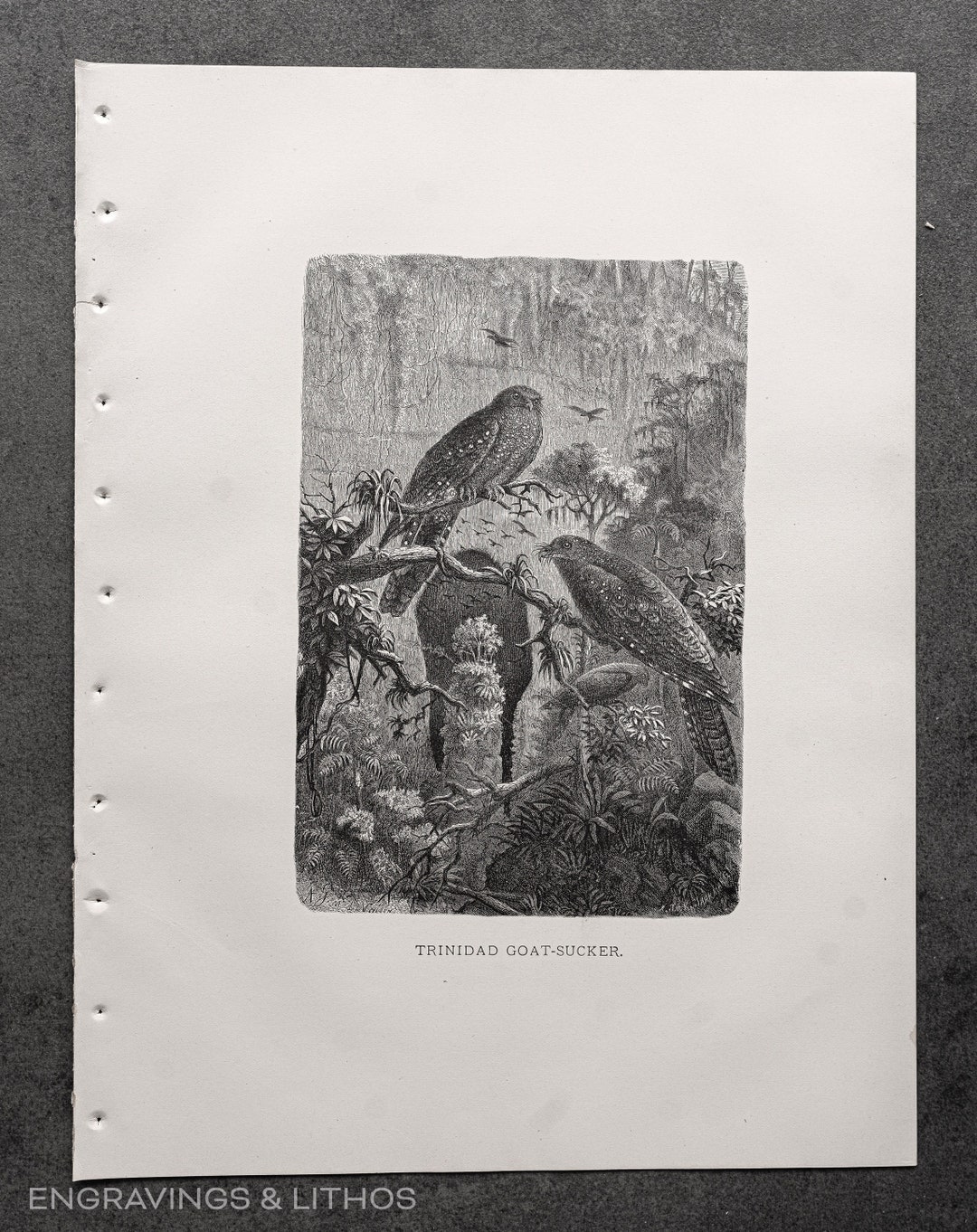 Harriers Original Lithography Out of animate Creation: Our Living World ...