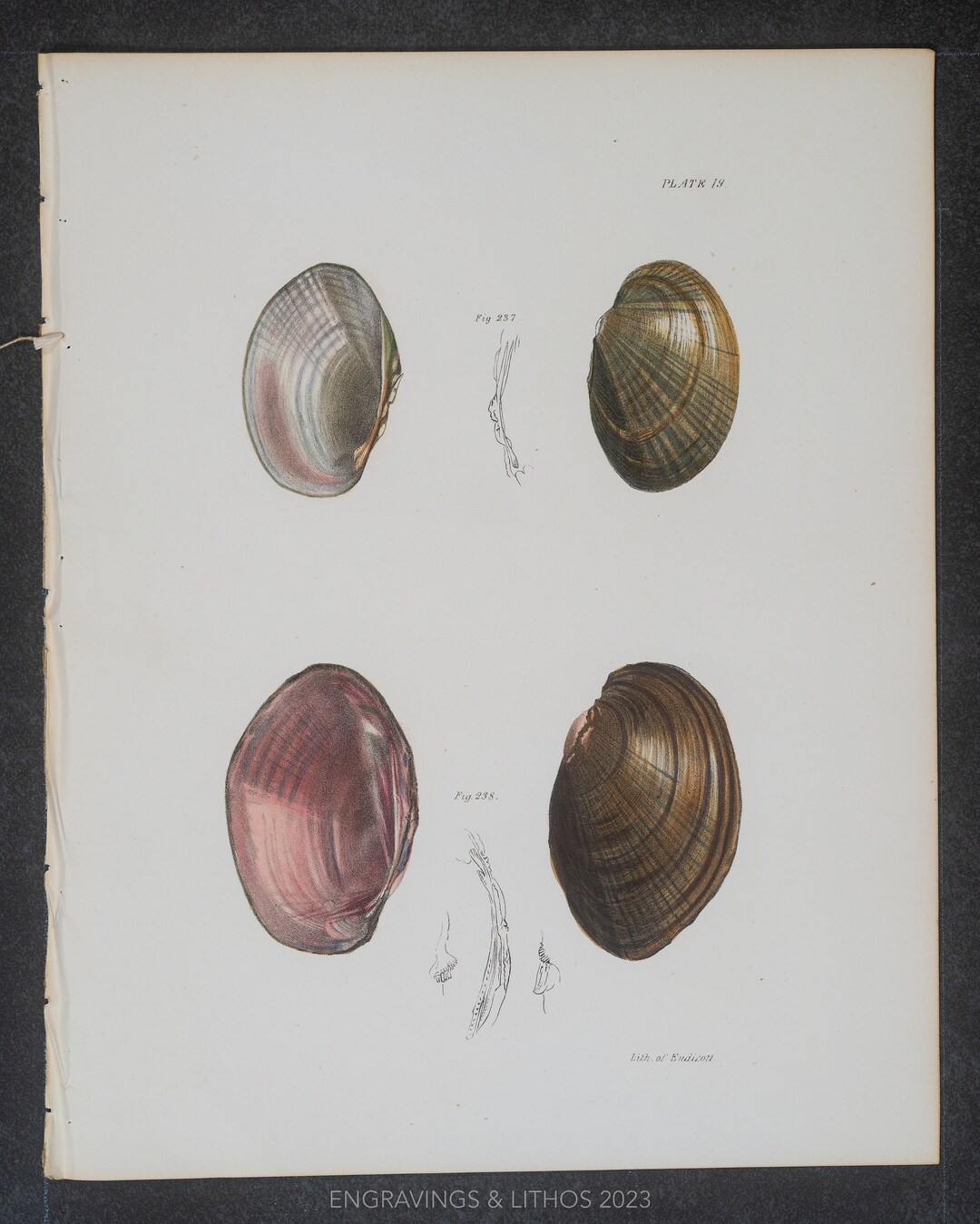 Mussels - RARE ORIGINAL PRINT Out of the Book "zoology of New York ...