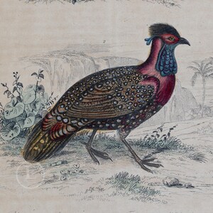 1840 PHEASANT: Ring-neck, Horned - Hand-colored Steel Engraving With ...