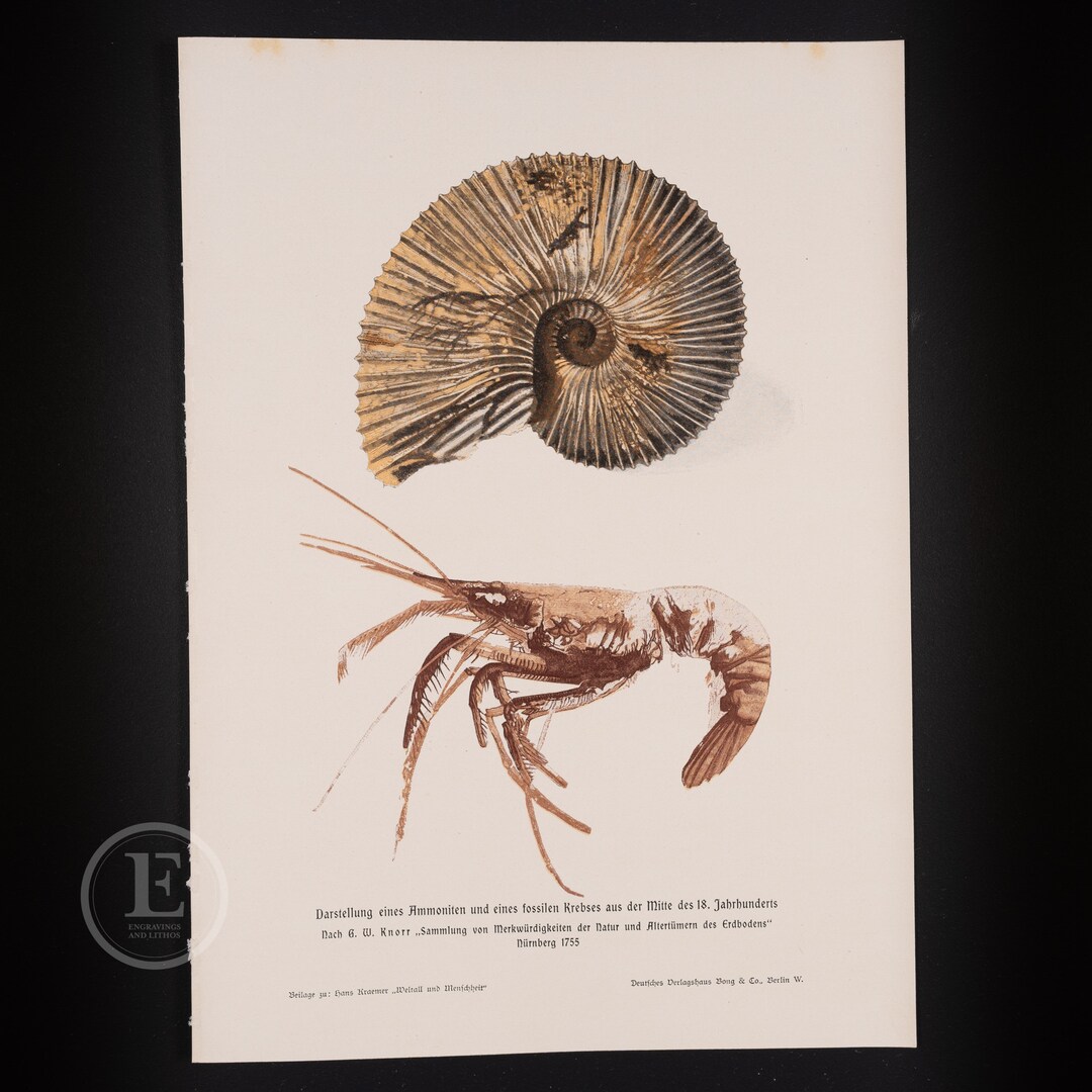 Ammonite and a Fossil Crab Crayfish of the 18th Century - Weltall Und ...